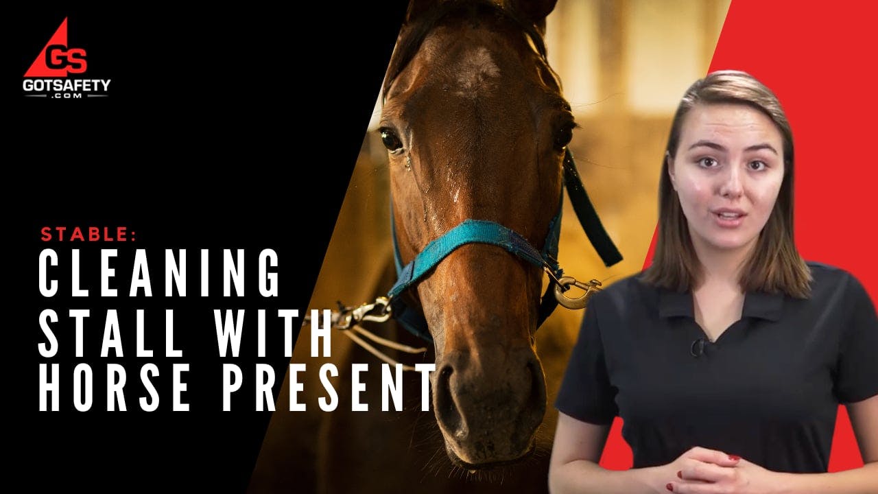 Stable: Cleaning Stall with Horse Present - GotSafety Lite | Safety ...