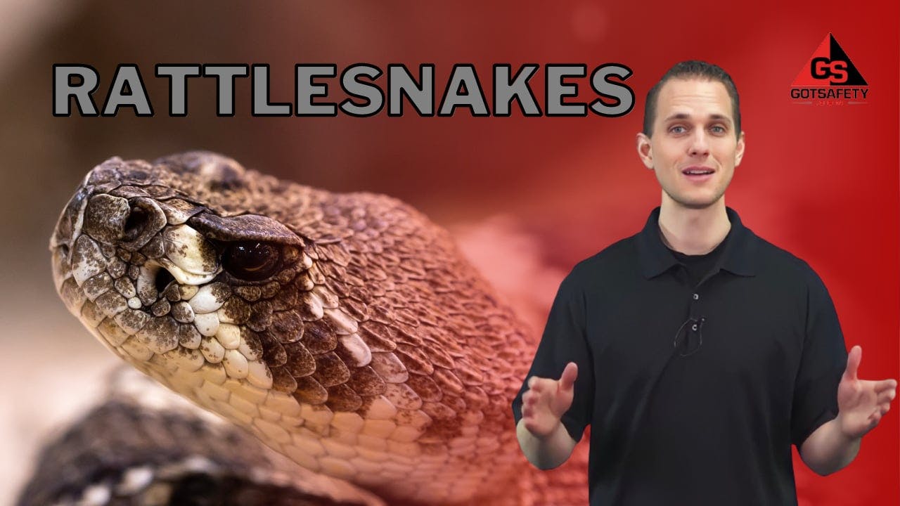 Rattlesnakes - GotSafety Lite | Safety Video Streaming