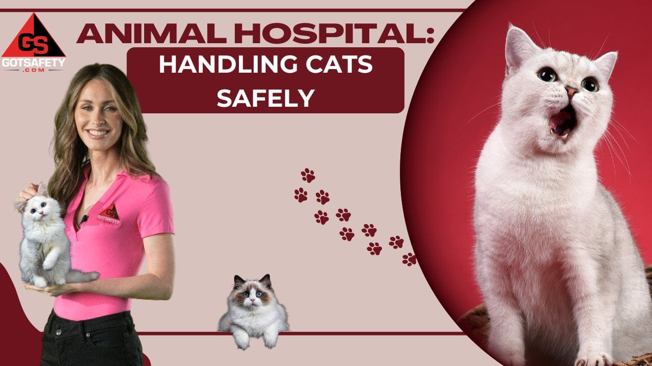 Animal Hospital: Handling Cats Safely - GotSafety Lite | Safety Video ...