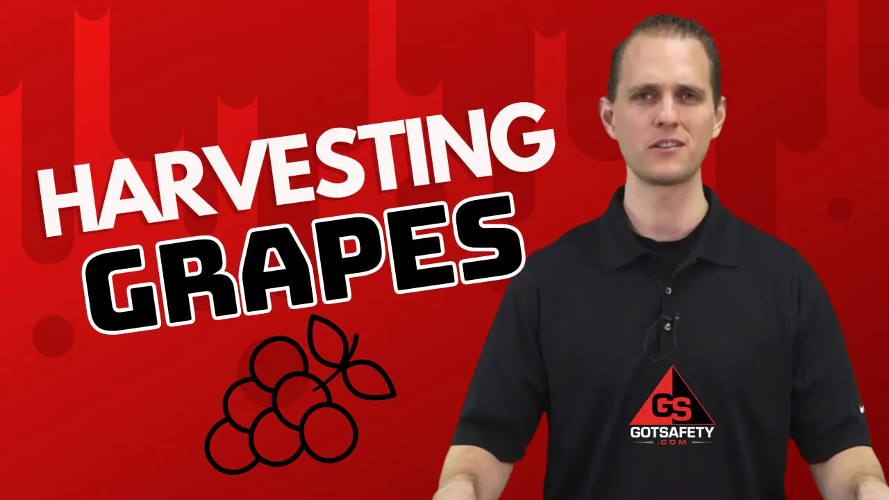Harvesting Grapes - GotSafety Lite | Safety Video Streaming