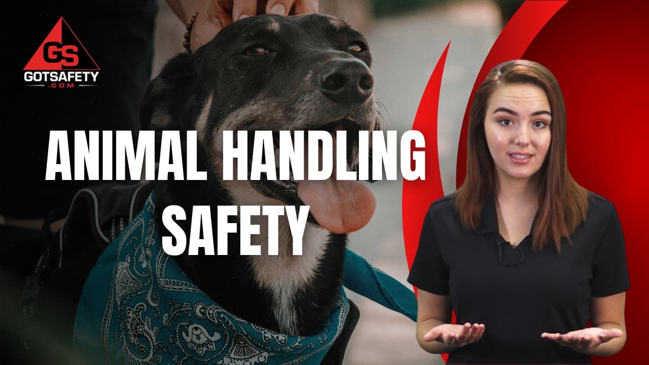 Animal Handling Safety - GotSafety Lite | Safety Video Streaming