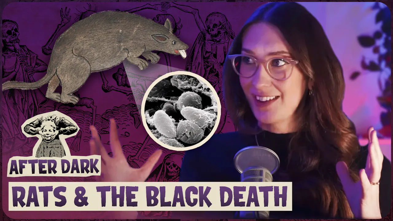 Did Rats Really Cause The Black Death? | After Dark - After Dark Video ...