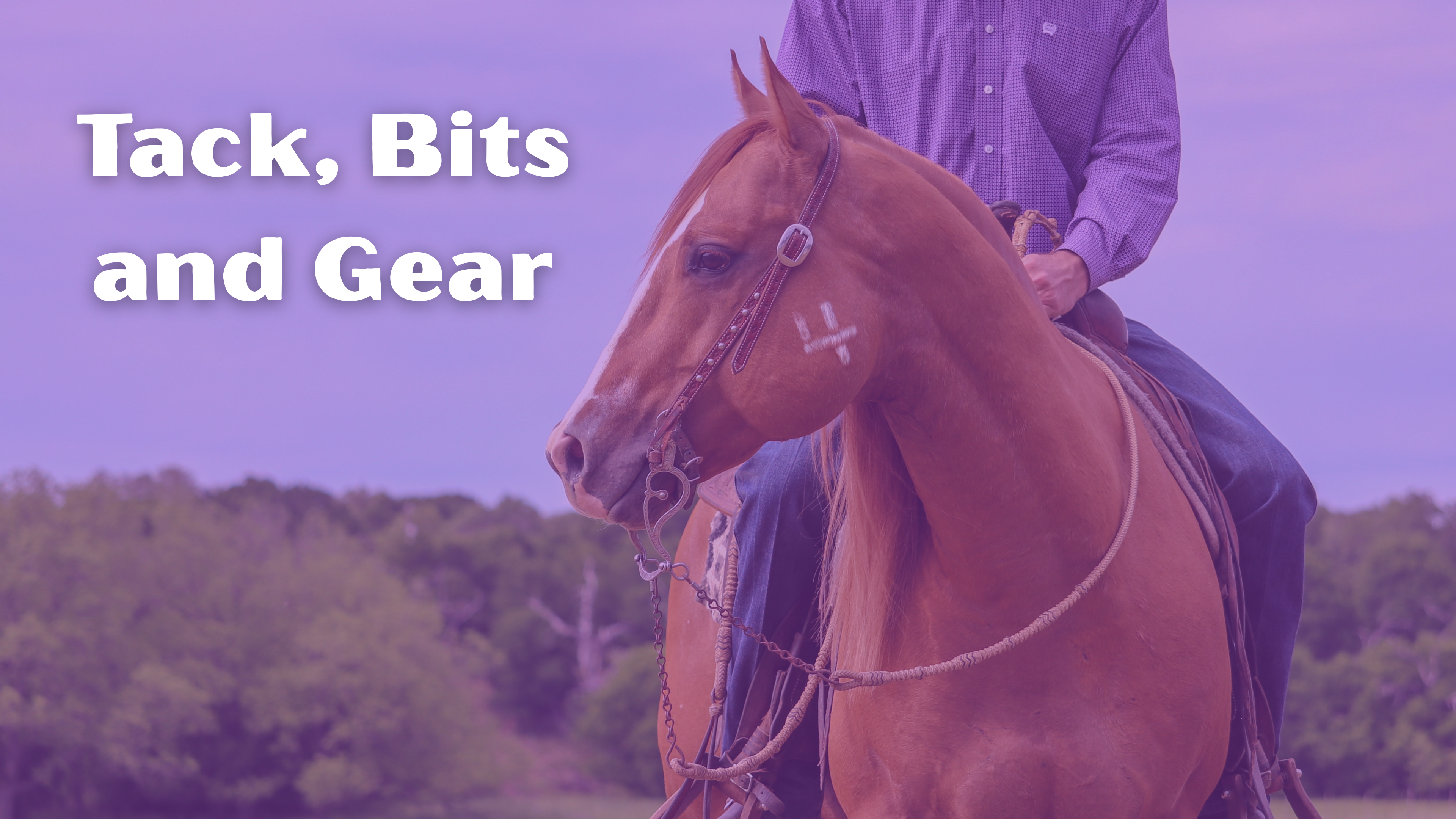 Bits, Tack and Gear - HORSEpro TV