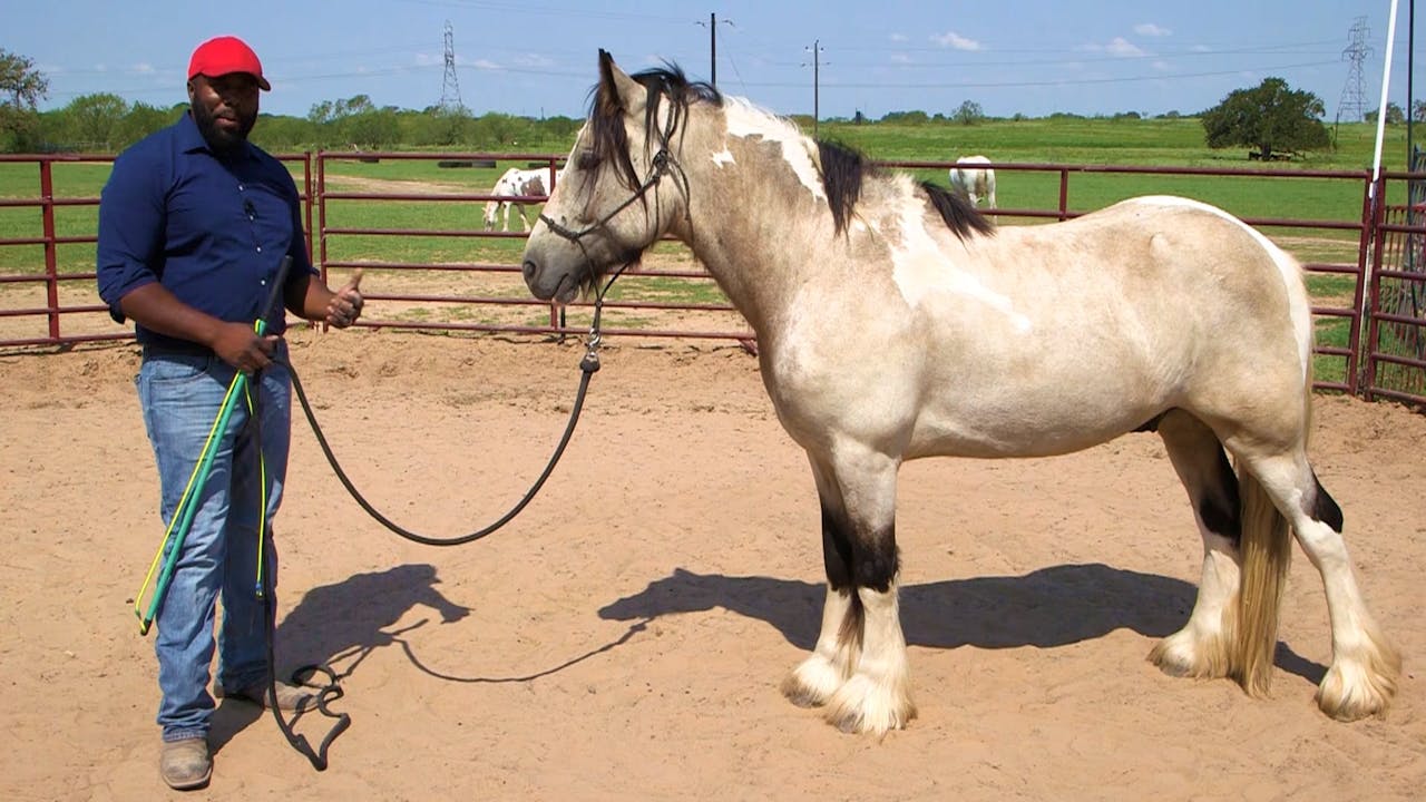 Basic Desensitizing - Horse.TV