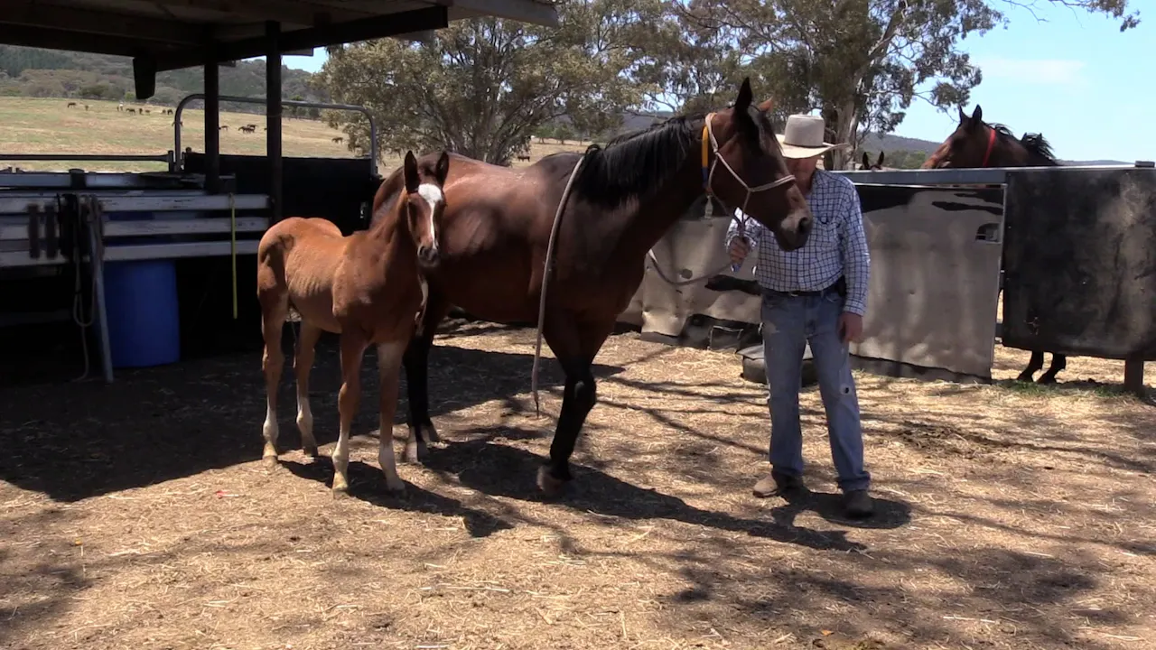 Foal Handling | 1 - Horse.TV