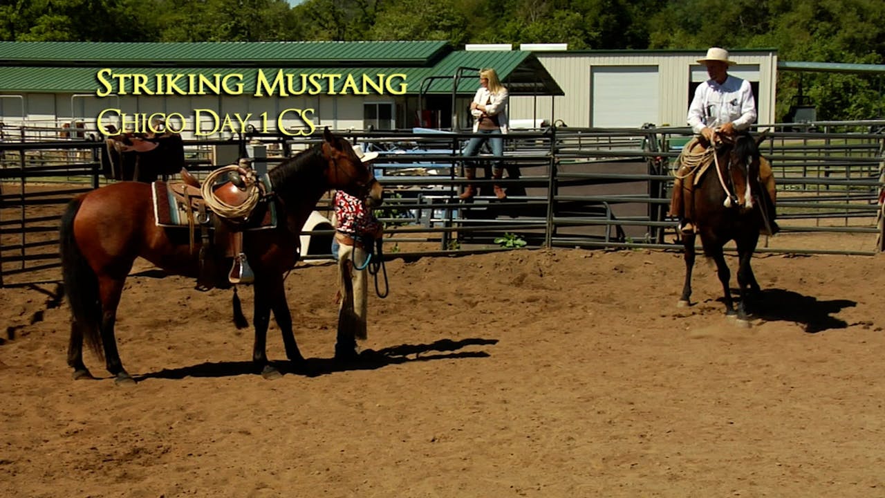Rearing Mustang - Horse.TV