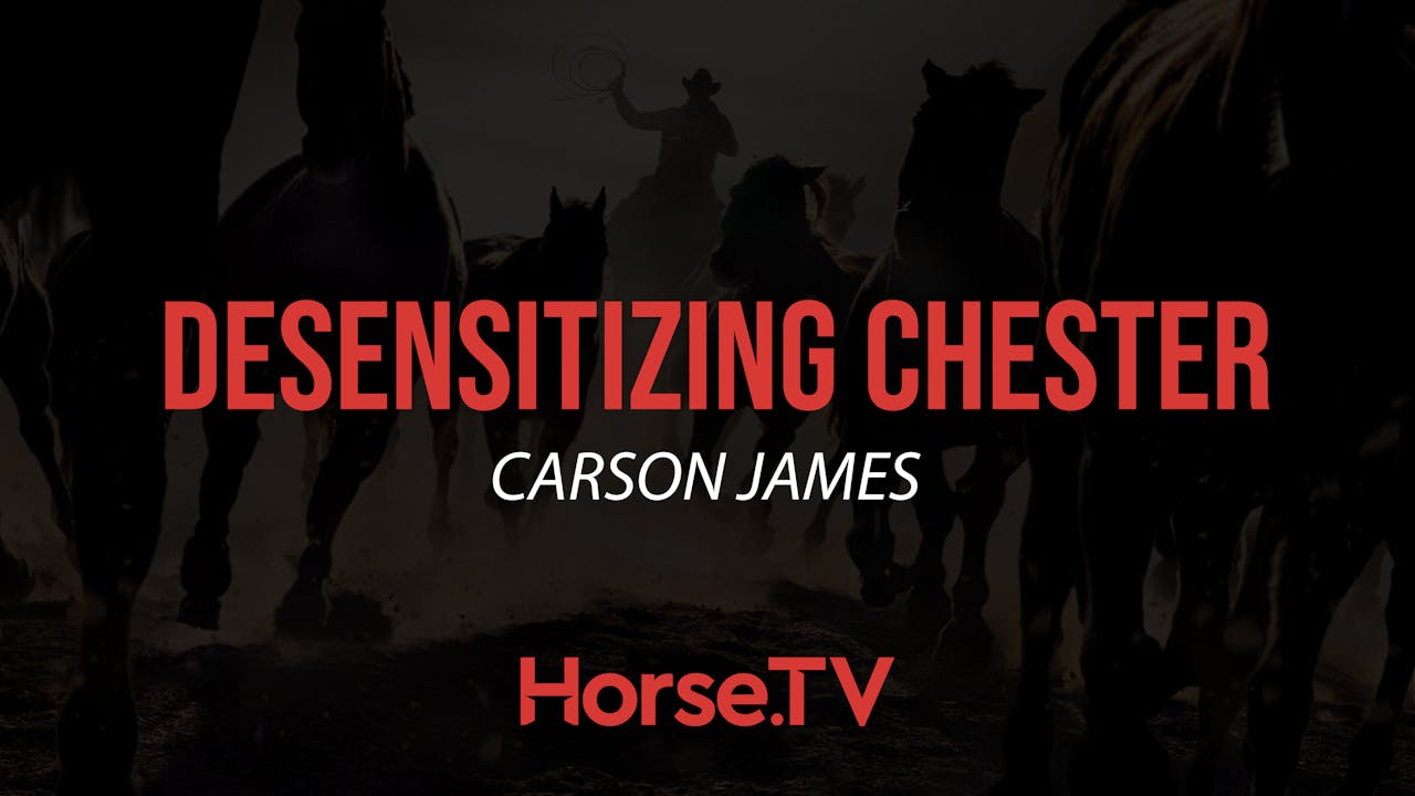 Desensitizing Chester - Horse.TV