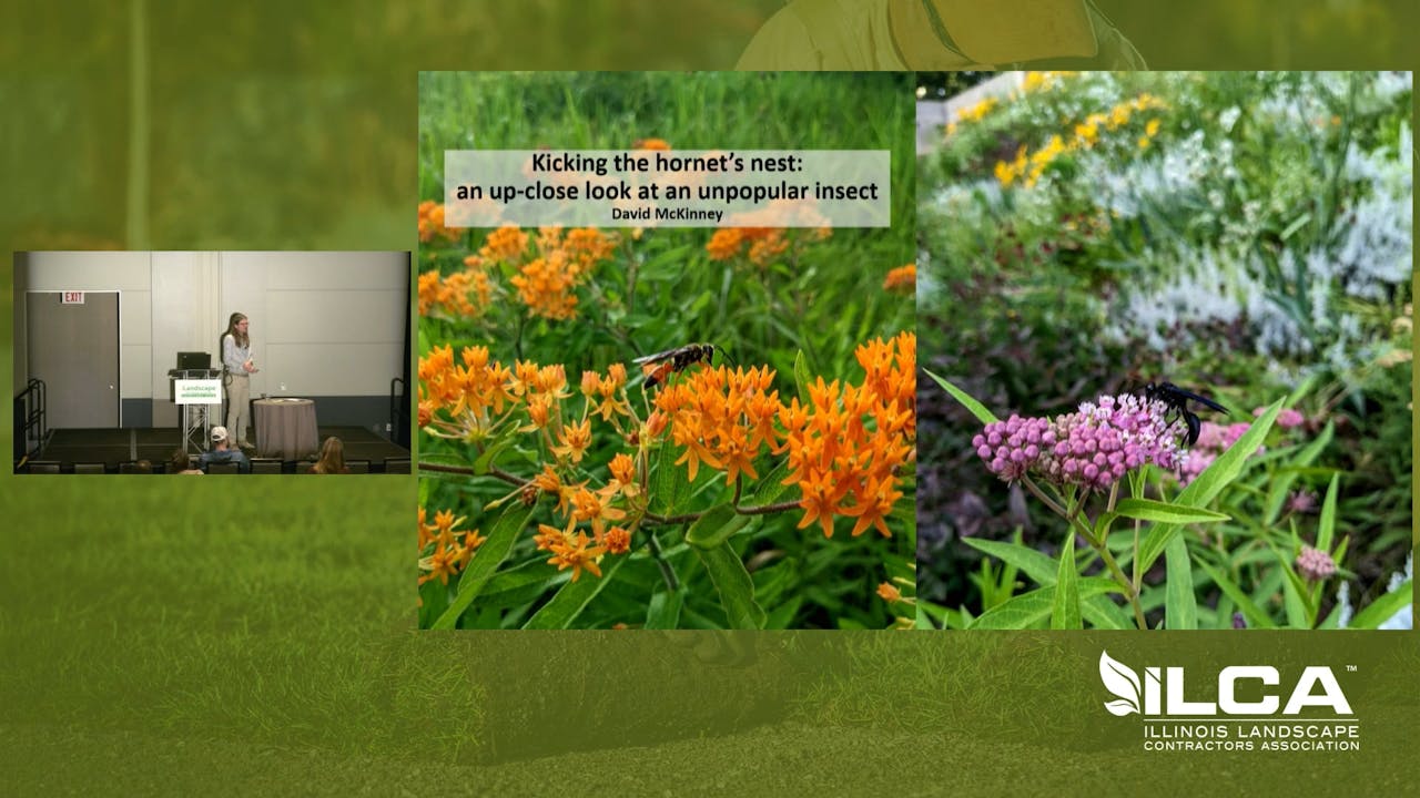 Kicking the Hornet’s Nest: an Up-Close Look at an Unpopular Insect - Bloom