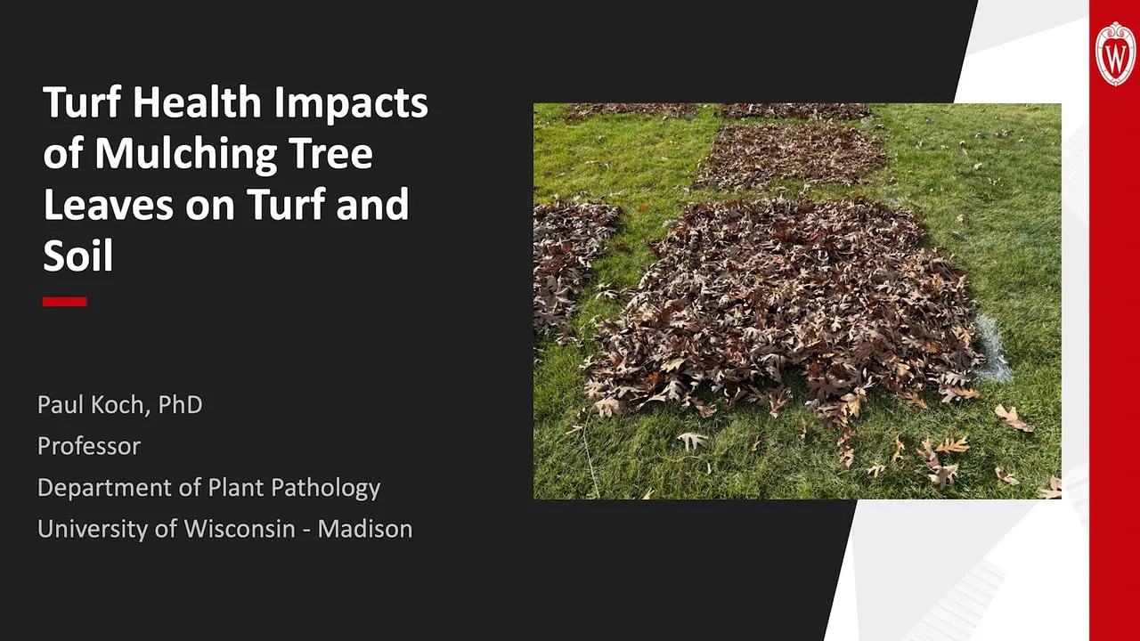 Turf Health Impacts of Mulching Tree Leaves on Turf & Soil Health (2025 ...