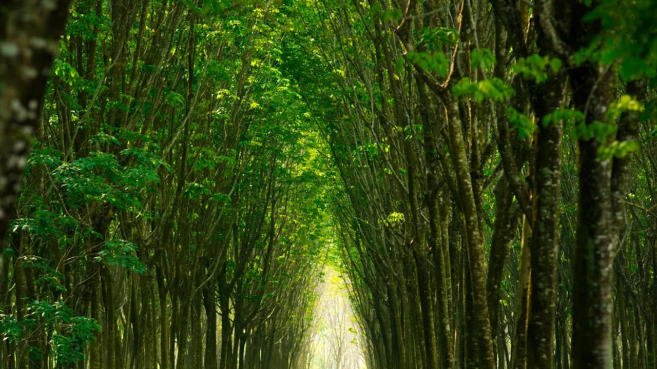 The Hidden Language of Trees with Suzanne Simard (Subscribers only ...