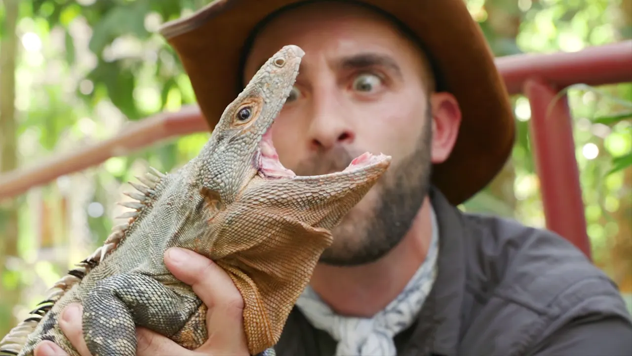 Jurassic Lizards - Collection 1 - Kidstream