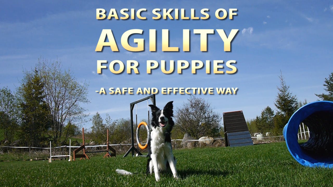 Basic Skills of Agility for Puppies - Kiitorekku Agility