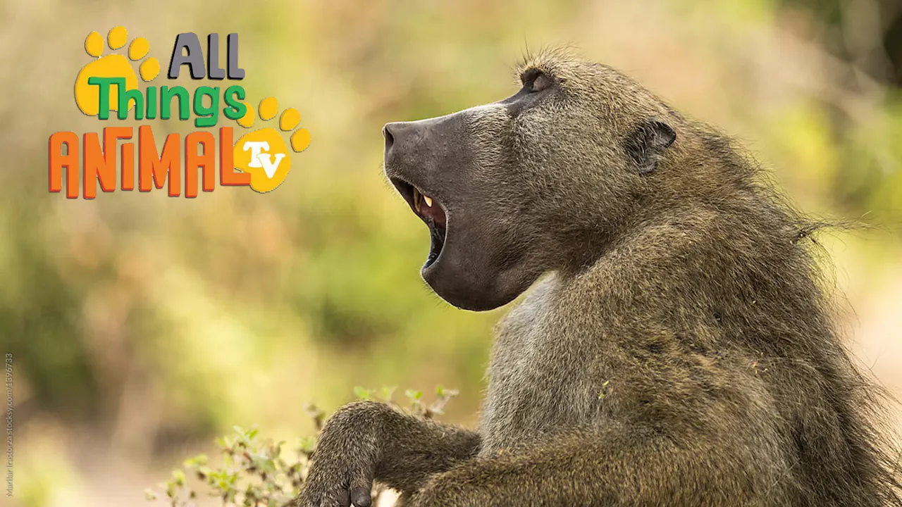 All Things Animal : Baboons - Lion Mountain TV