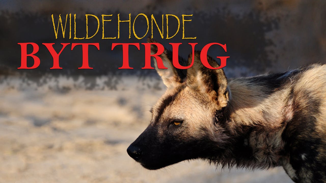 Wildehonde Byt Terug - Afrikaanse Flieks - Lion Mountain TV