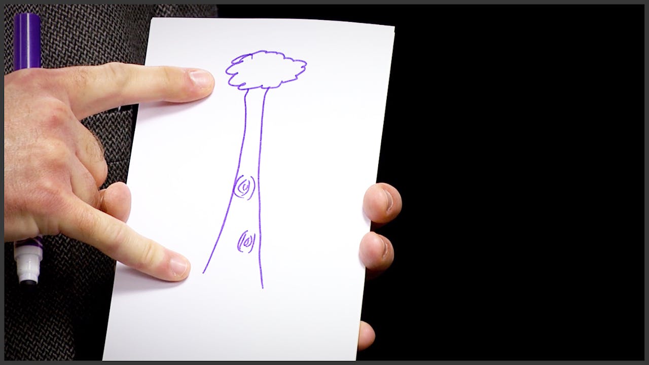 Tree Trunks - Master Magic Tricks