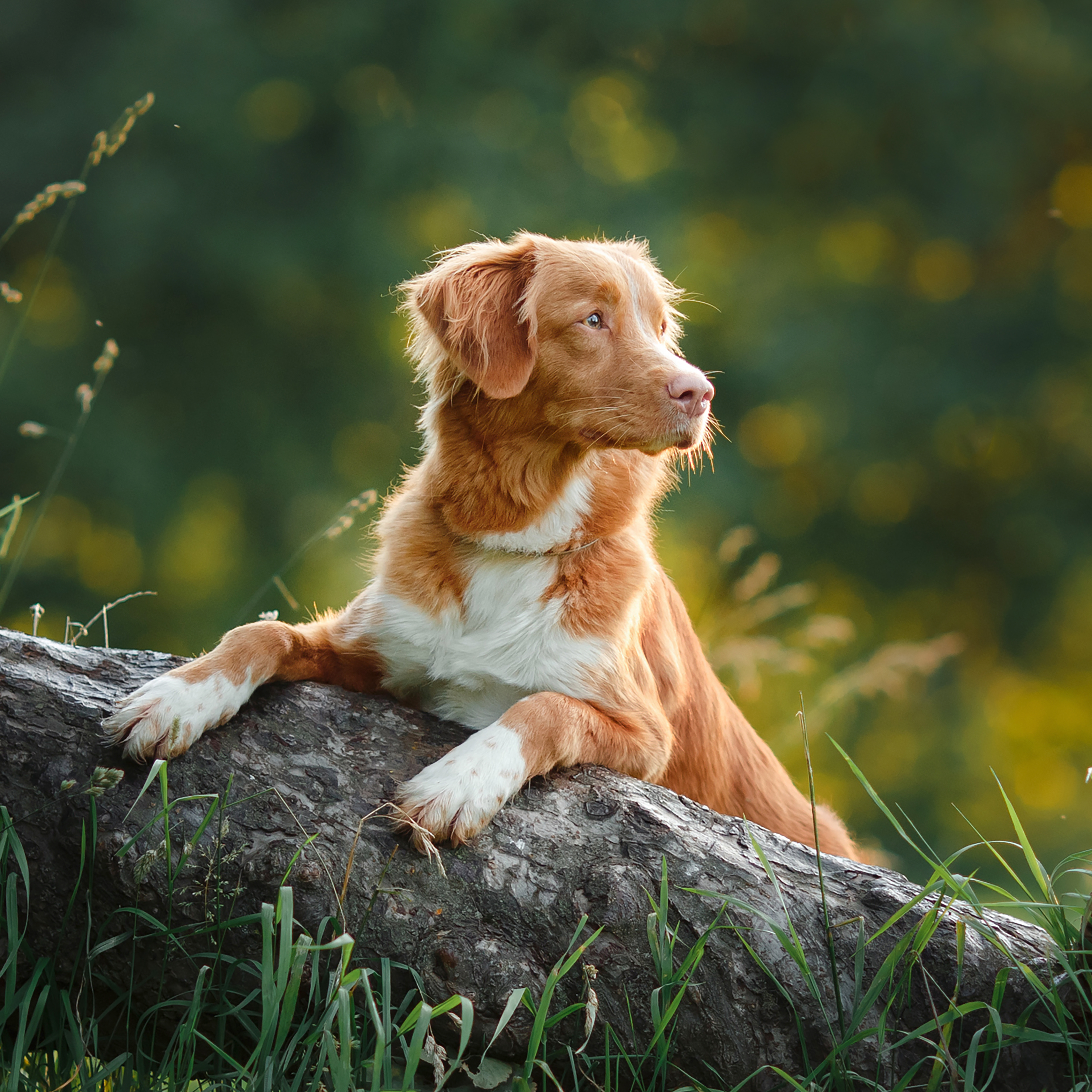 Dog on a Log - Advanced Level 3 - Michael James Smith Official Art ...