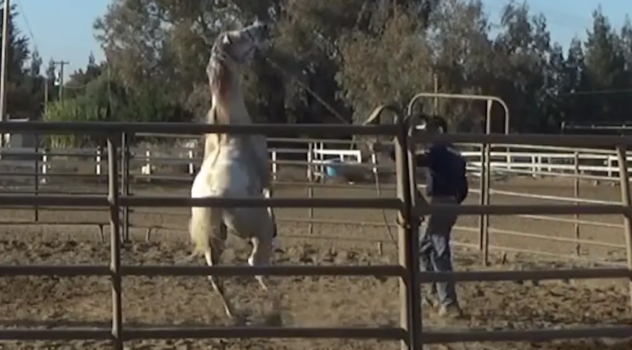 Teaching The Out of Control Horse Respect (Preview - Click Here to ...
