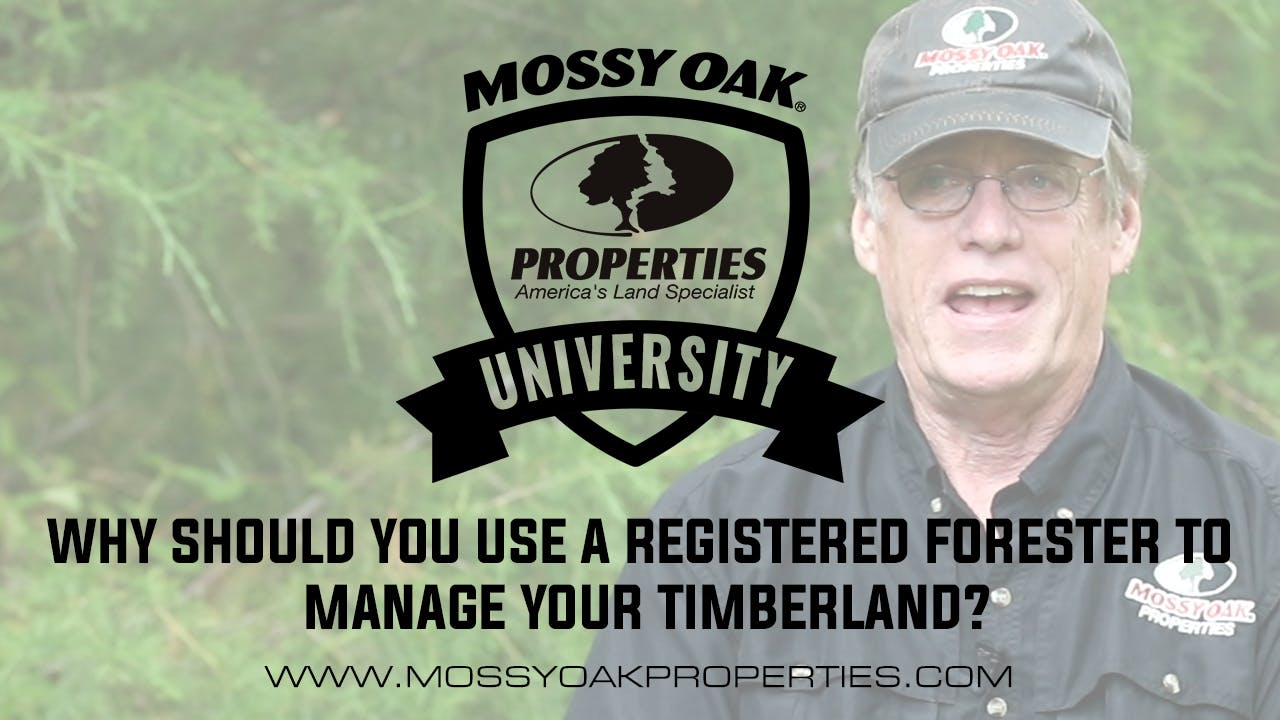 Why Should You Use A Registered Forester To Manage Your Timberland ...