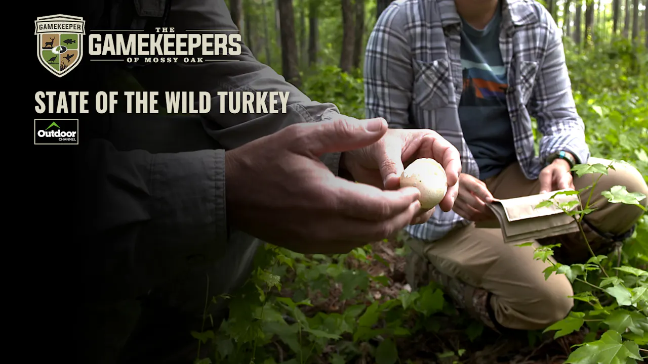 State of the Wild Turkey • Gamekeepers - Mossy Oak GO