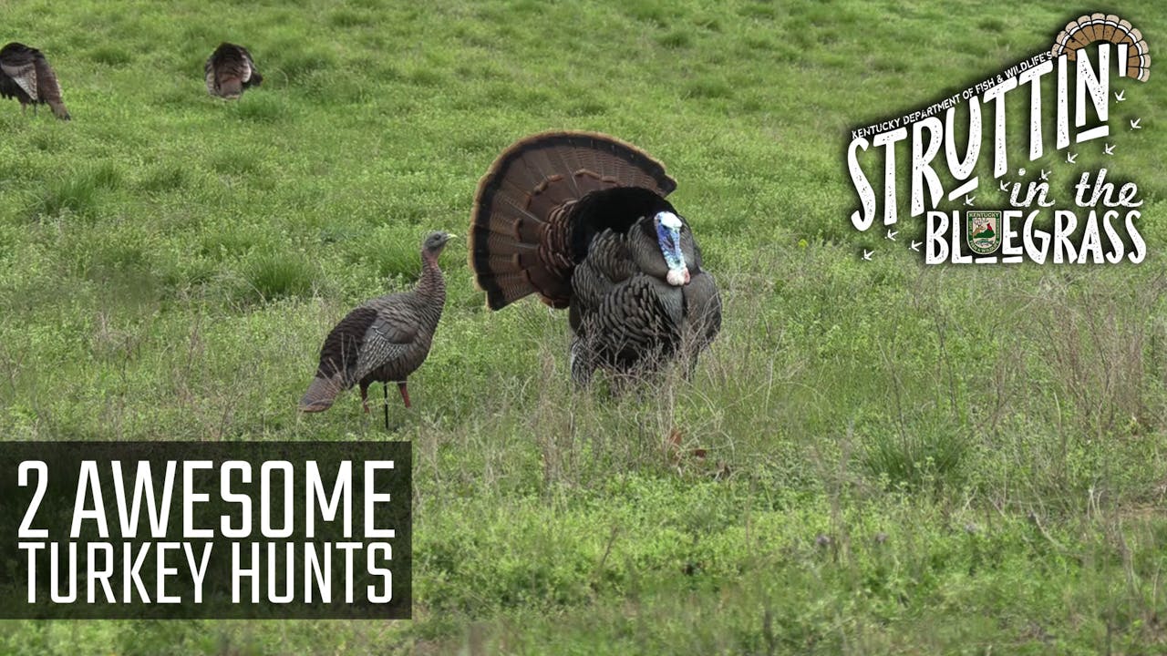 2 Awesome Turkey Hunts • Struttin' in the Bluegrass - Season 1 - Mossy ...