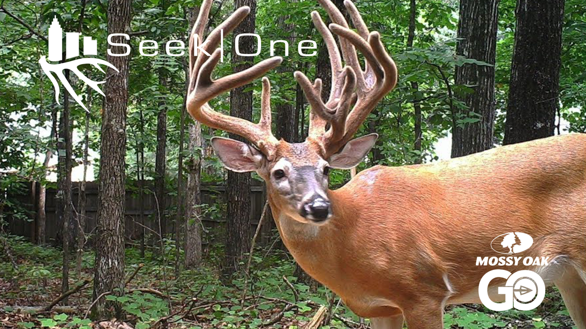 Seek One - Mossy Oak GO
