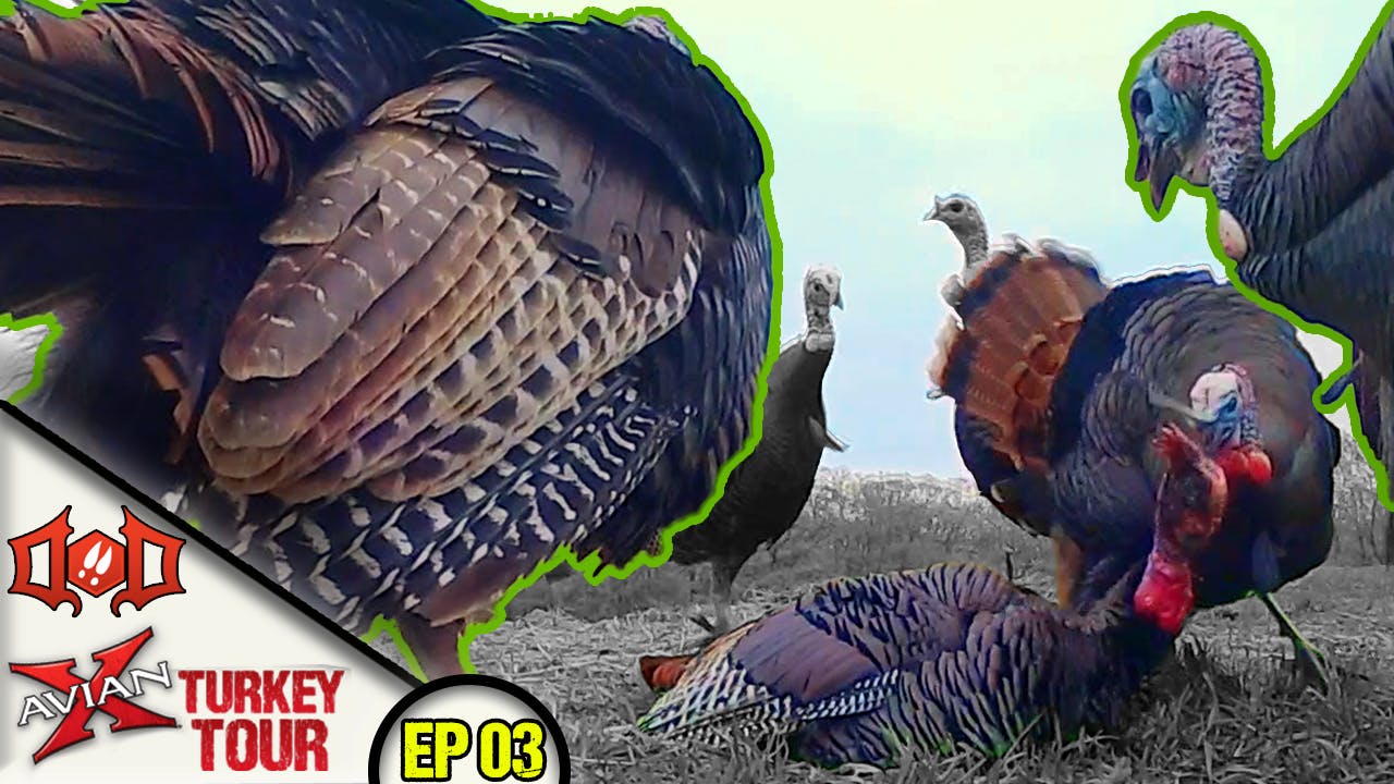 Pecking Order 101, Revenge of the Six Jakes! • Avian X Turkey Tour ...