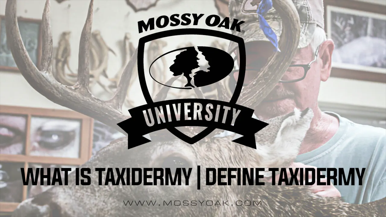 What Is Taxidermy | Define Taxidermy - Mossy Oak GO
