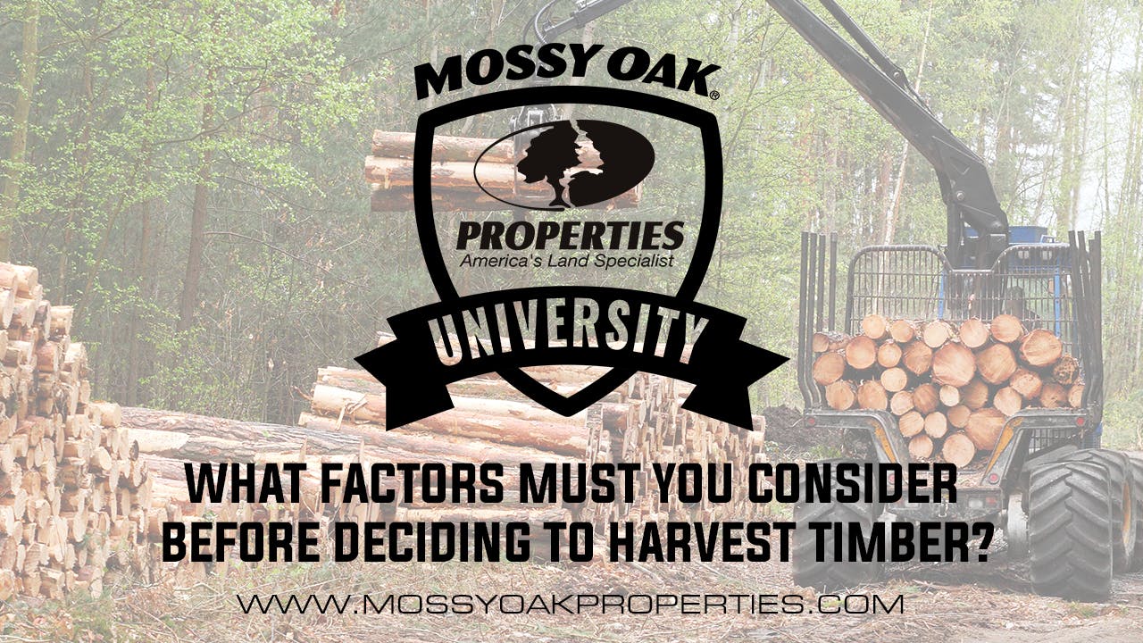 What Factors Must You Consider Before Deciding To Harvest Timber ...