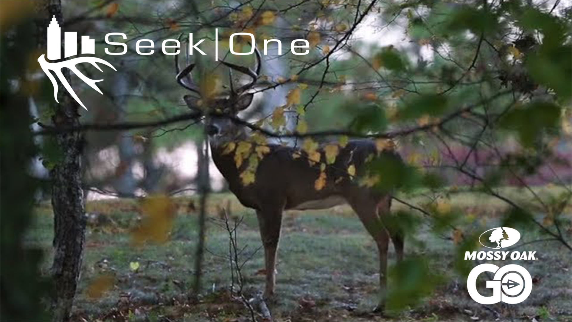 Seek One - Mossy Oak GO