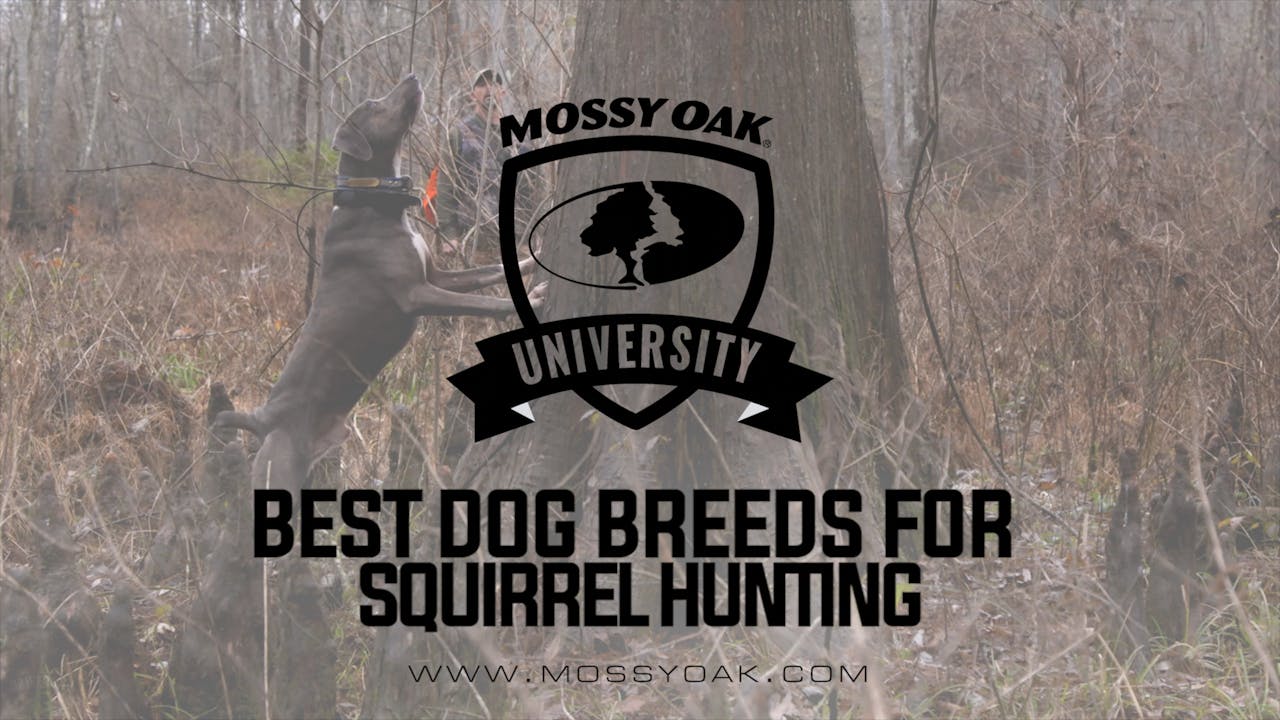Best Breed Of Dog For Squirrel Hunting - Mossy Oak GO
