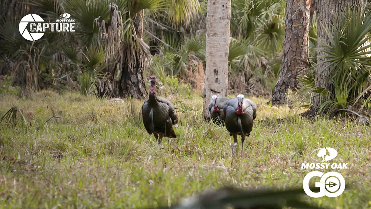 Brandon Storey • A Lifetime of Guiding Turkey Hunts - Mossy Oak GO