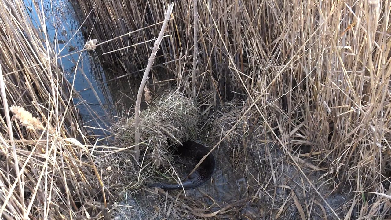 Water Wolf • Tim Wells - Mossy Oak GO