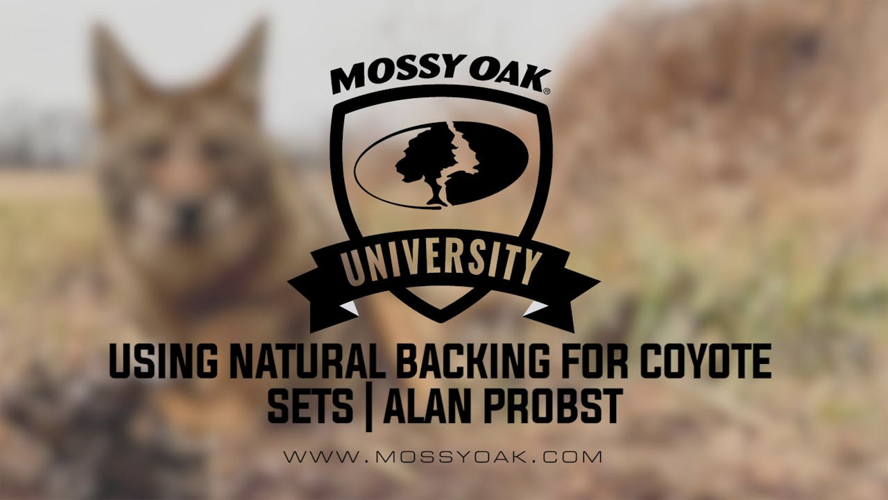 Using Natural Backing for Coyote Sets with Alan Probst - Season 1 ...