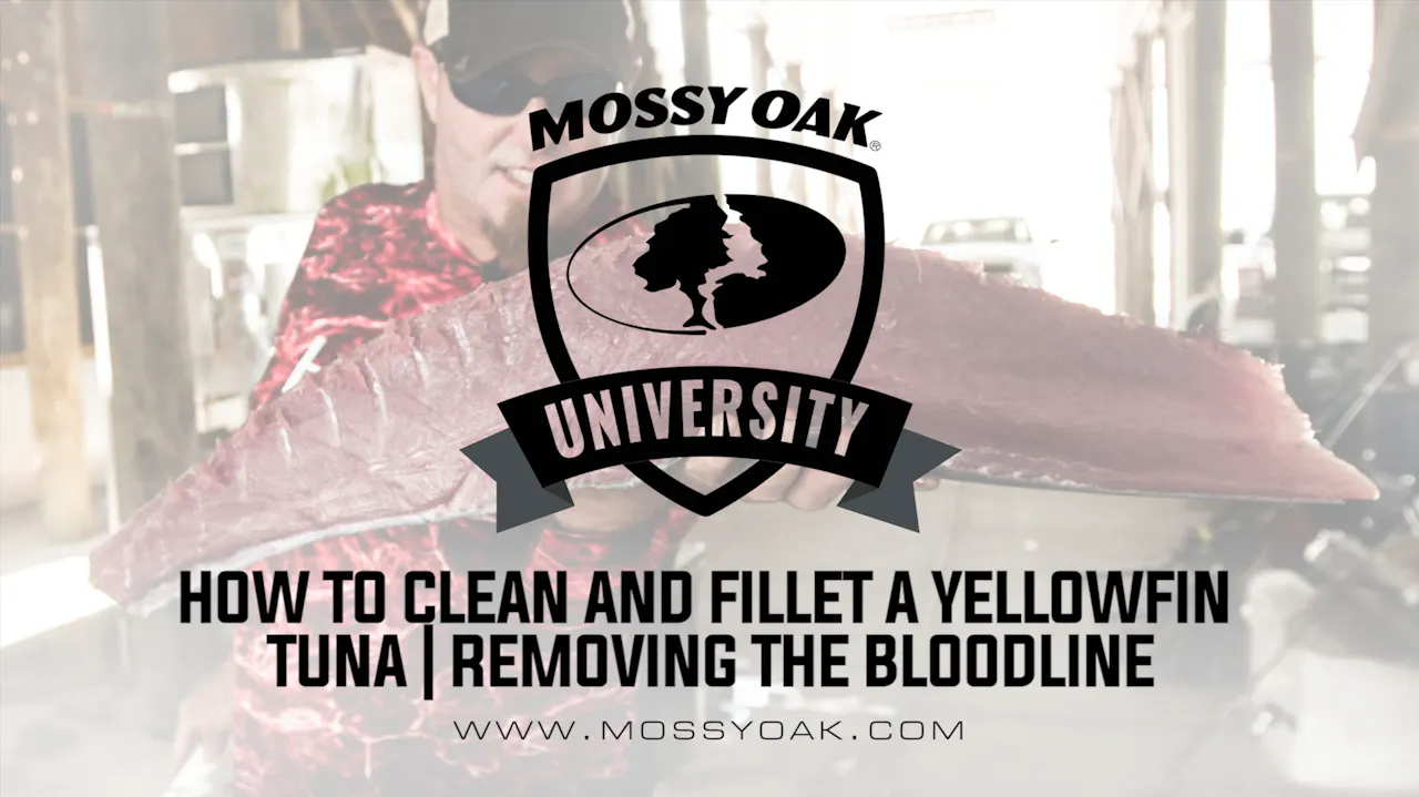 How To Clean a Yellowfin Tuna • Removing the Bloodline - Mossy Oak GO