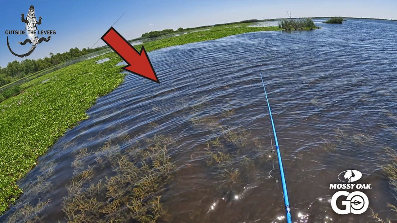 This is Why You Fish Grass Beds in Clear Water • Outside the Levees ...