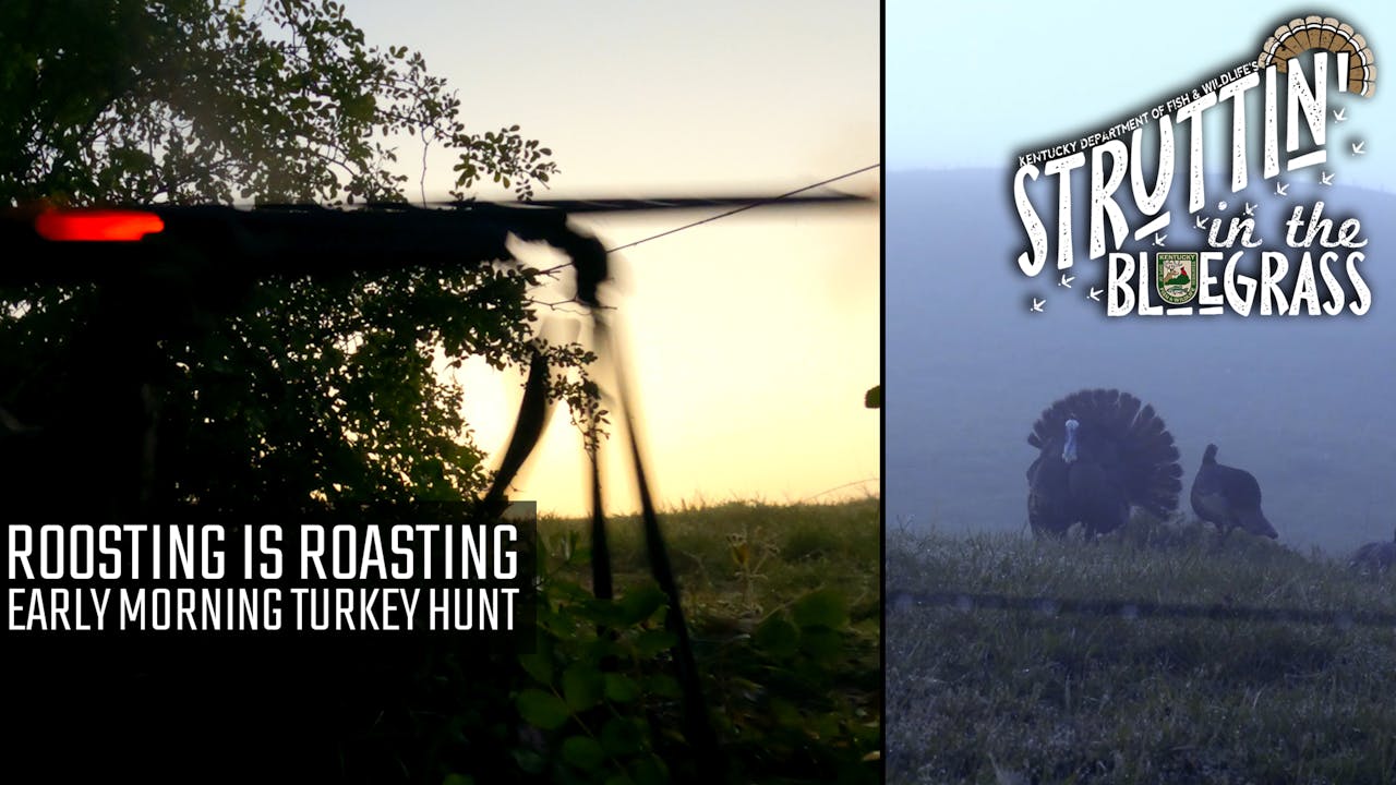 Roosting Is Roasting Early Morning Turkey Hunt • Struttin' in the ...