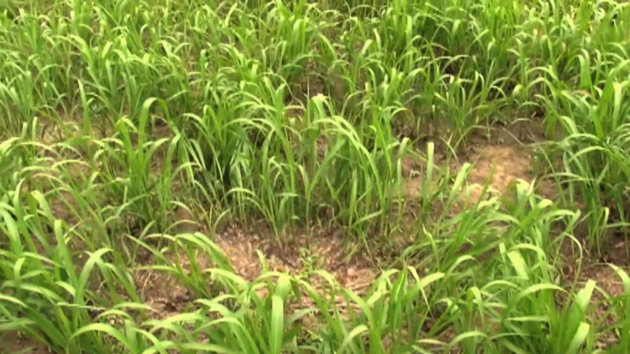 Roundstone Seed • The Nativ Nurseries Crew Tours A Native Grass and ...