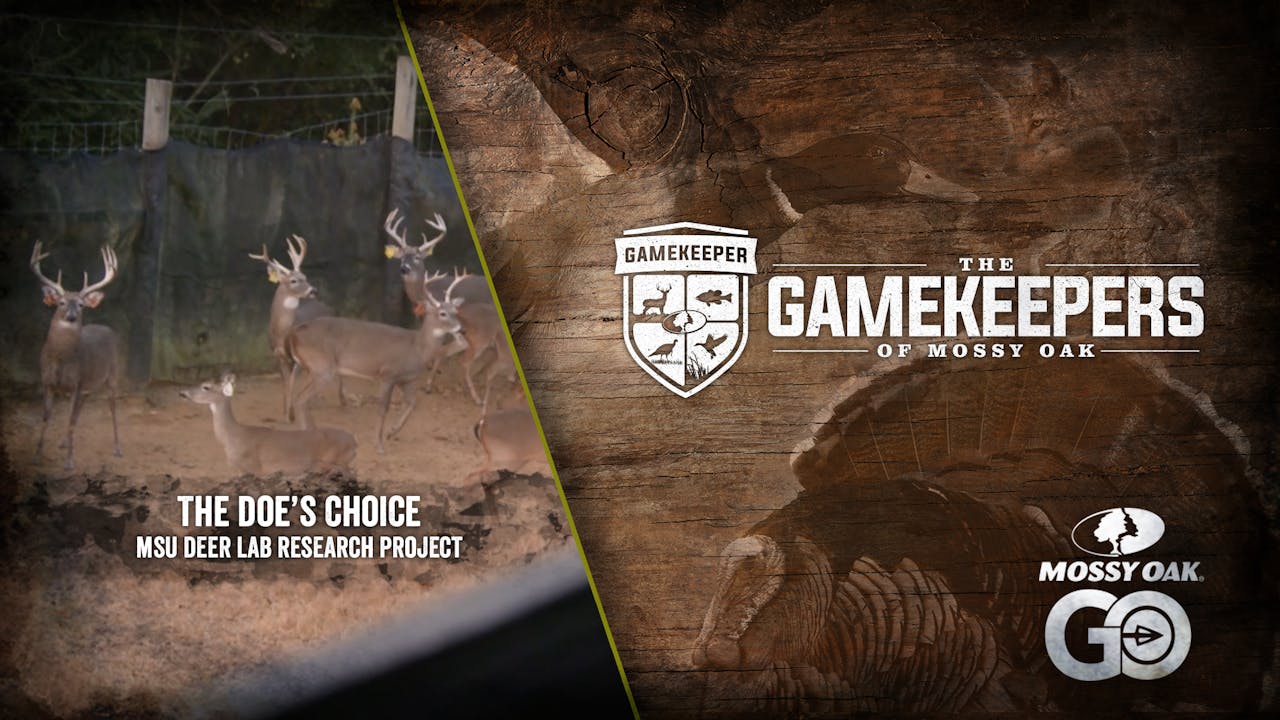 The Doe's Choice • MSU Deer Lab Research Project - Mossy Oak GO