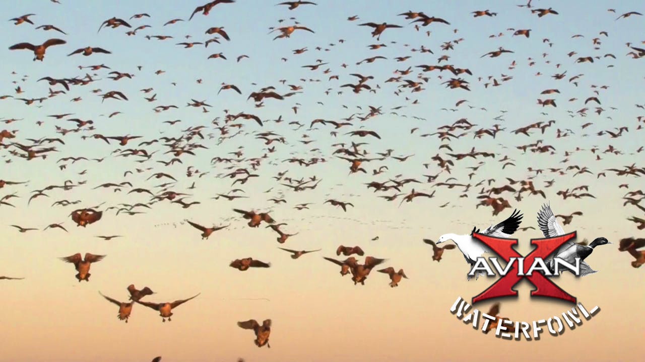 Pothole Ducks • Avian X Waterfowl - Season 2 - Mossy Oak GO