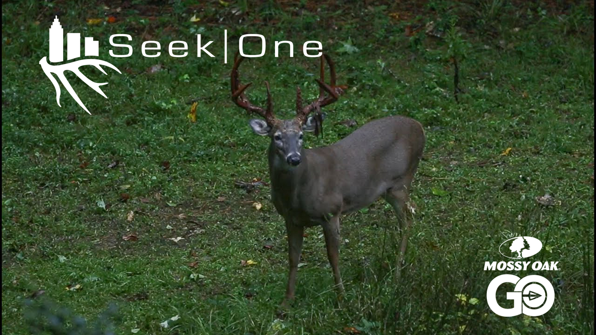 Seek One - Mossy Oak GO