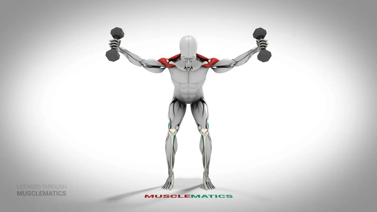 YTWL (Y) - (All Views) - MuscleMatics