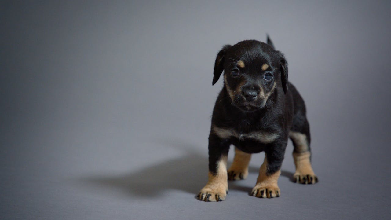 Puppy Secrets - My Life TV