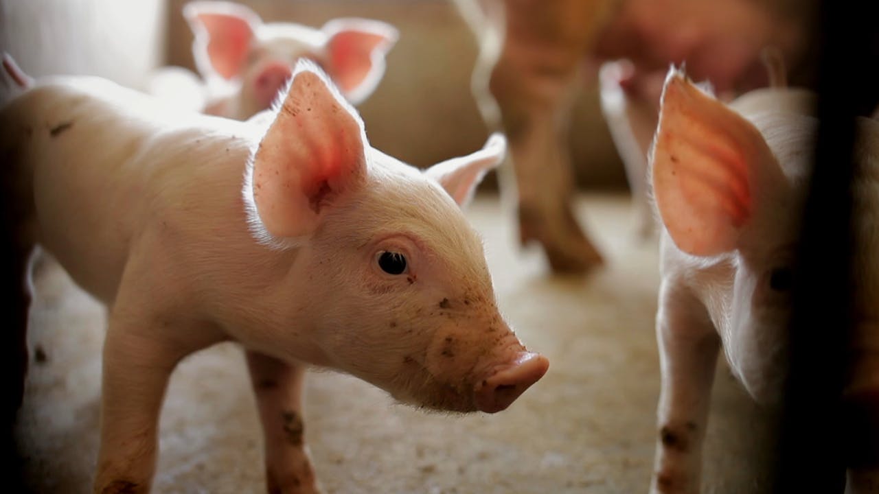 Farm Babies - My Life TV