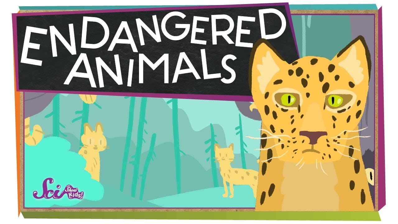 Endangered Animals! - Season 1 - My Signing Time