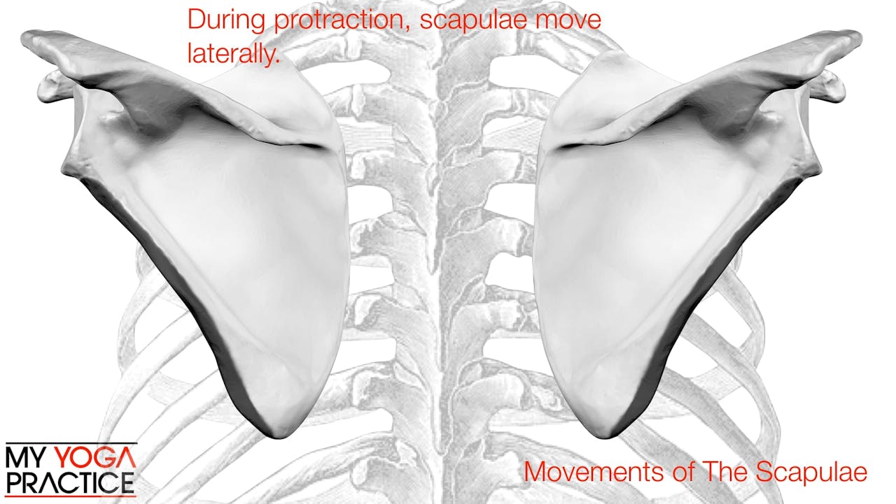 11.2- Scapulothoracic Movement - My Yoga Practice
