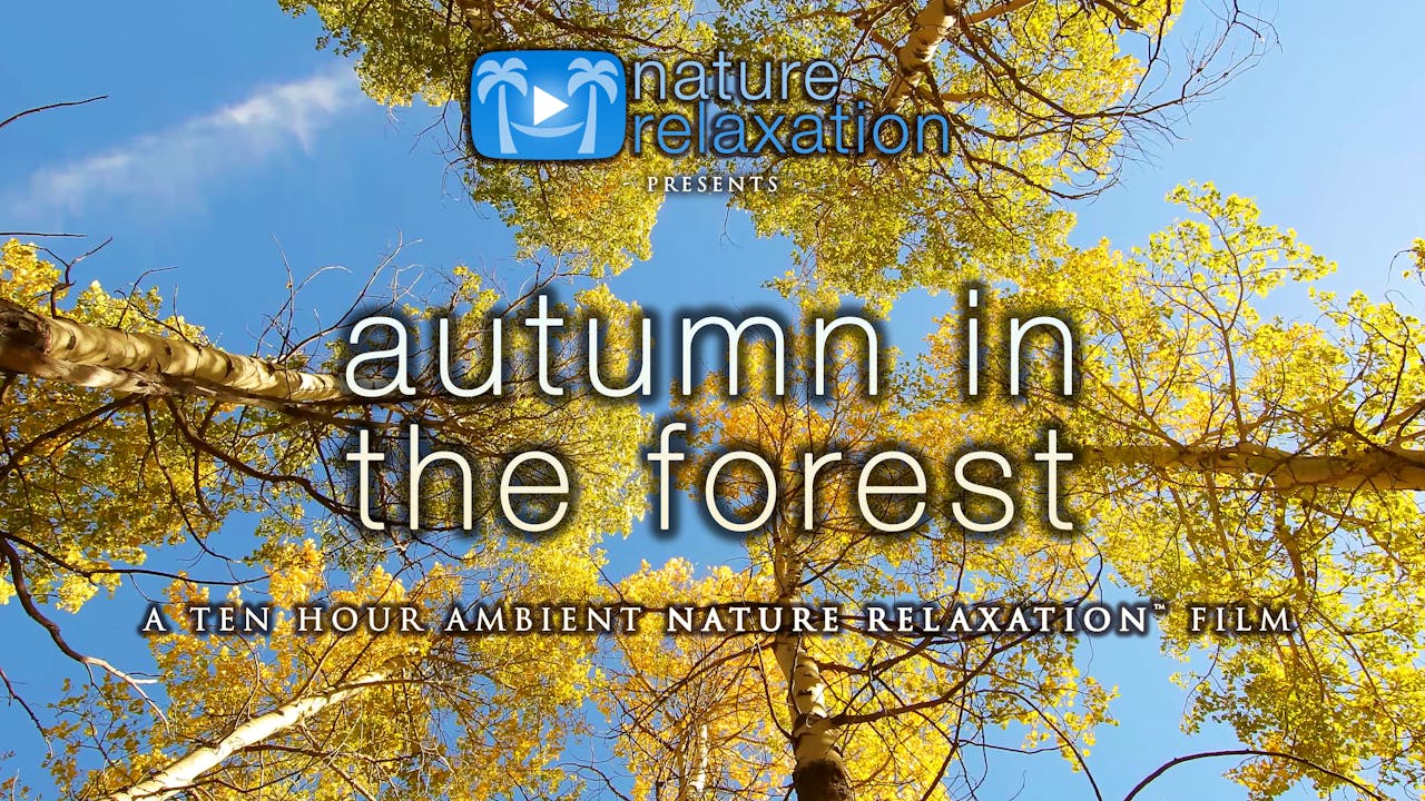10HRs of Autumn in the Forest - Nature Sounds Only - Nature Relaxation ...