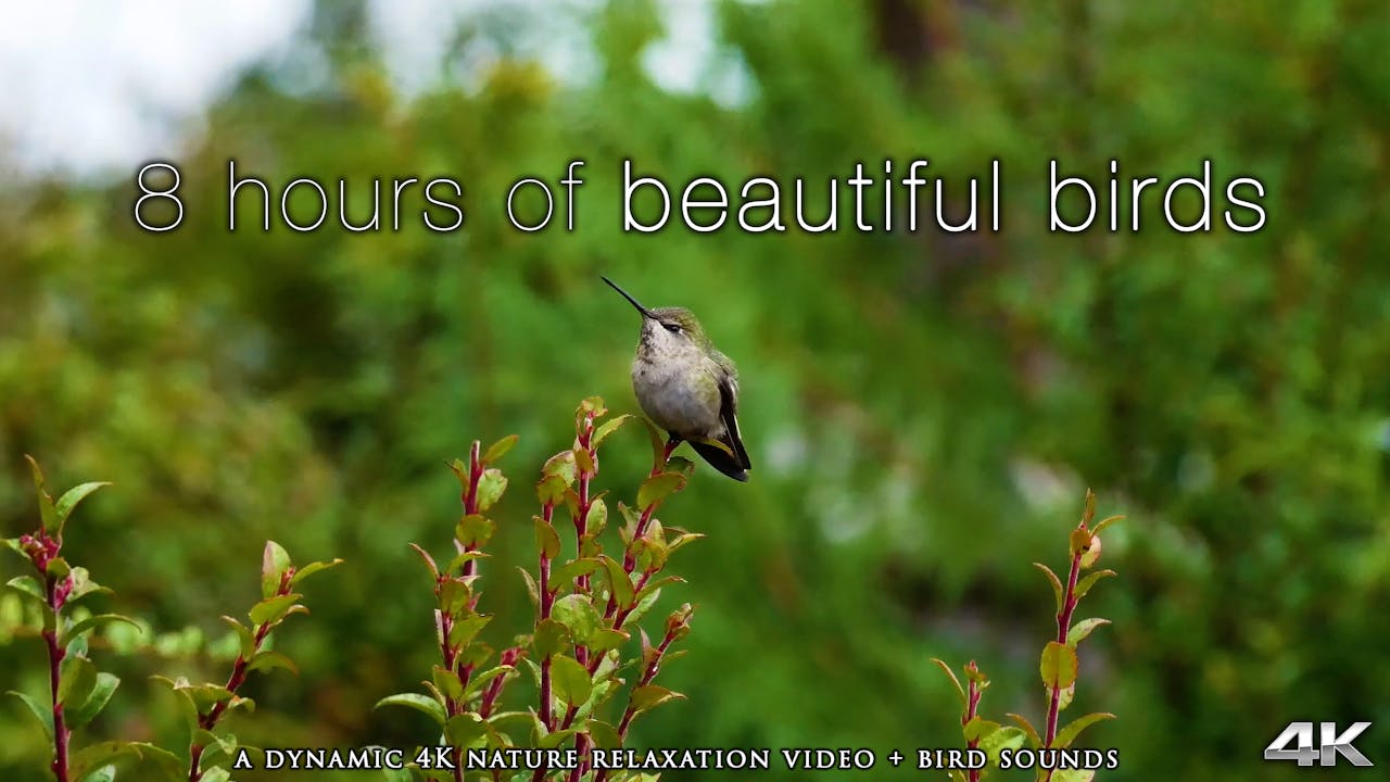 8 Hours of Beautiful Birds (No Music) Dynamic Nature Video - ALL FILMS ...