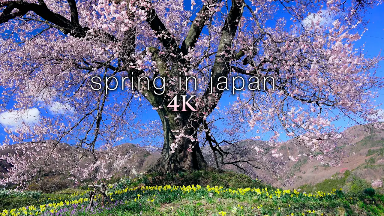 Spring in Japan (+Music) 4K 1HR Nature Relaxation Film - Nature ...