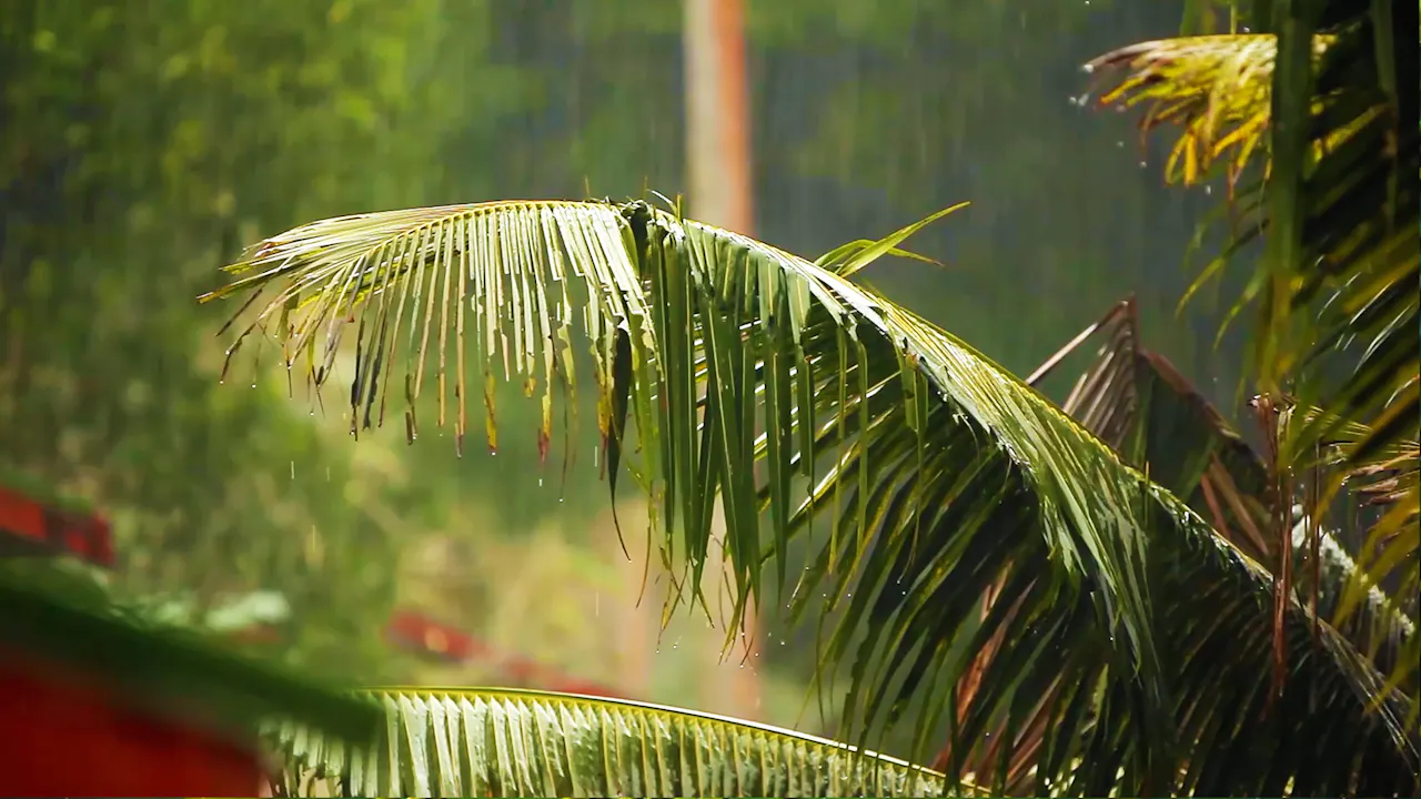 Tropical Rain Relaxation 8HR Version - Just Nature Sounds - Nature ...