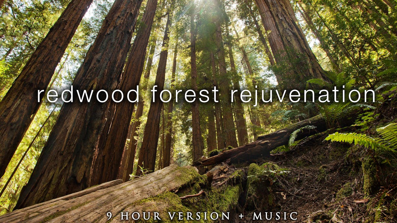 9 Hours of Redwood Forest Rejuvenation (Remastered) + Music for Healing ...